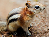 LOL - Woman flees 'crazed' chipmunk attack | bit-tech.net Forums