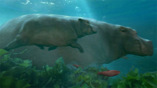 BBC One's new idents: Hippos