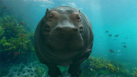 BBC One's new idents: Hippos